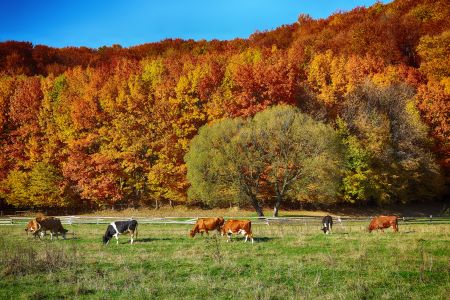 Fertilizing Pasture in the Fall
