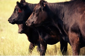 Improve cattle performance with effective fly control