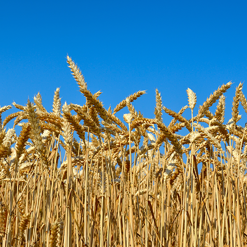 Agronomy Insights - SouthernStatesCoop