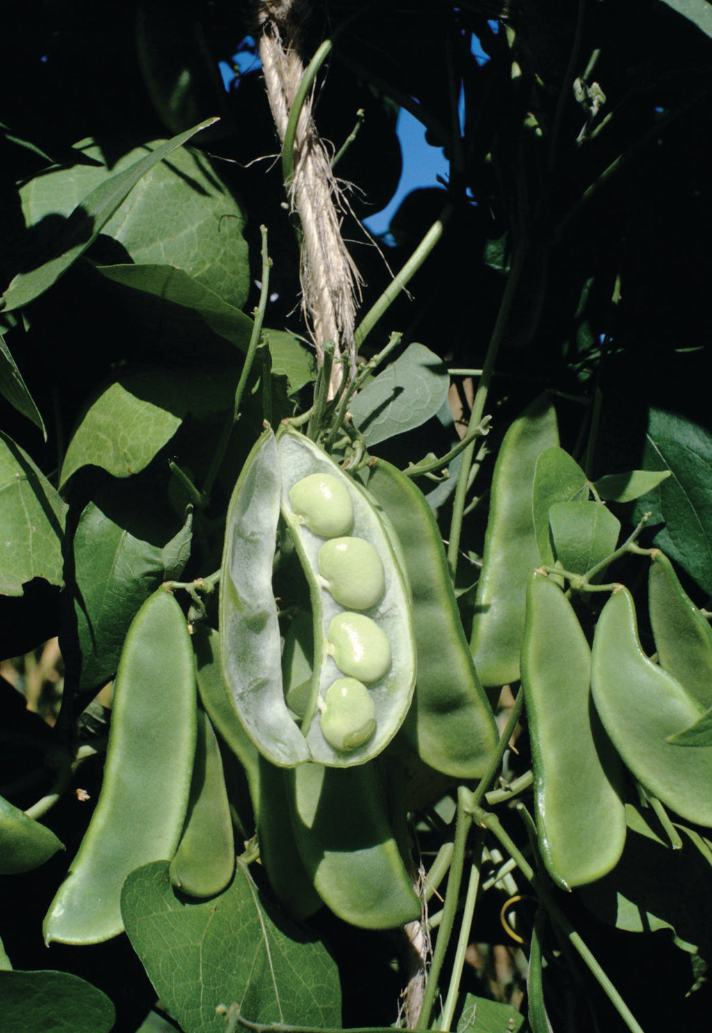 Southern States Vegetable Seed